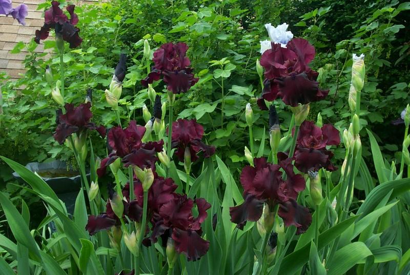 Photo of the bloom of Tall Bearded Iris (Iris 'Rio Rojo') posted by ...