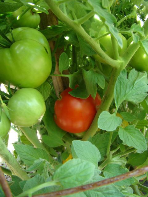 Tomato (Solanum lycopersicum 'Anahu') in the Tomatoes Database - Garden.org