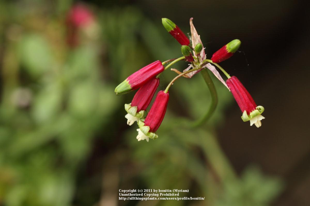 Firecracker Flower (Dichelostemma ida-maia) - Garden.org