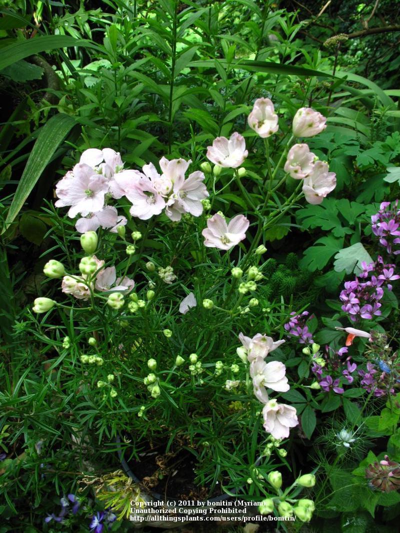 Delphinium 'Delfix Rose' in the Delphiniums Database - Garden.org