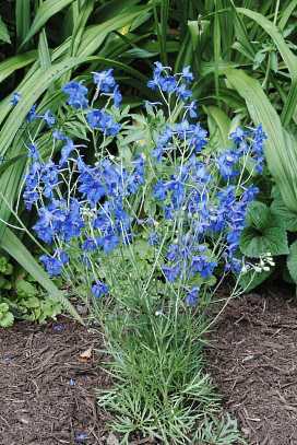 Photo of the entire plant of Dwarf Chinese Delphinium (Delphinium grandiflorum 'Blue Butterfly ...