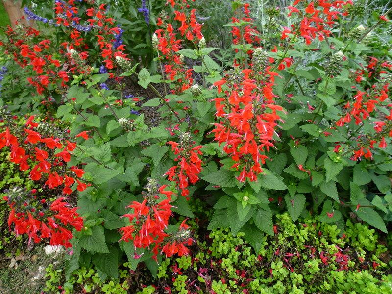 Photo of the entire plant of Scarlet Sage (Salvia coccinea 'Lady in Red ...