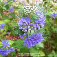 Photo of the entire plant of Bluebeard (Caryopteris incana Sunshine ...