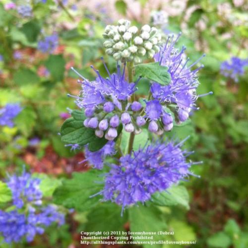 Bluebeard (Caryopteris incana Sunshine Blue®) in the Bluebeards ...