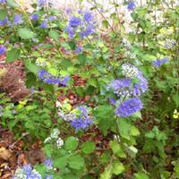 Photo of the entire plant of Bluebeard (Caryopteris incana Sunshine ...