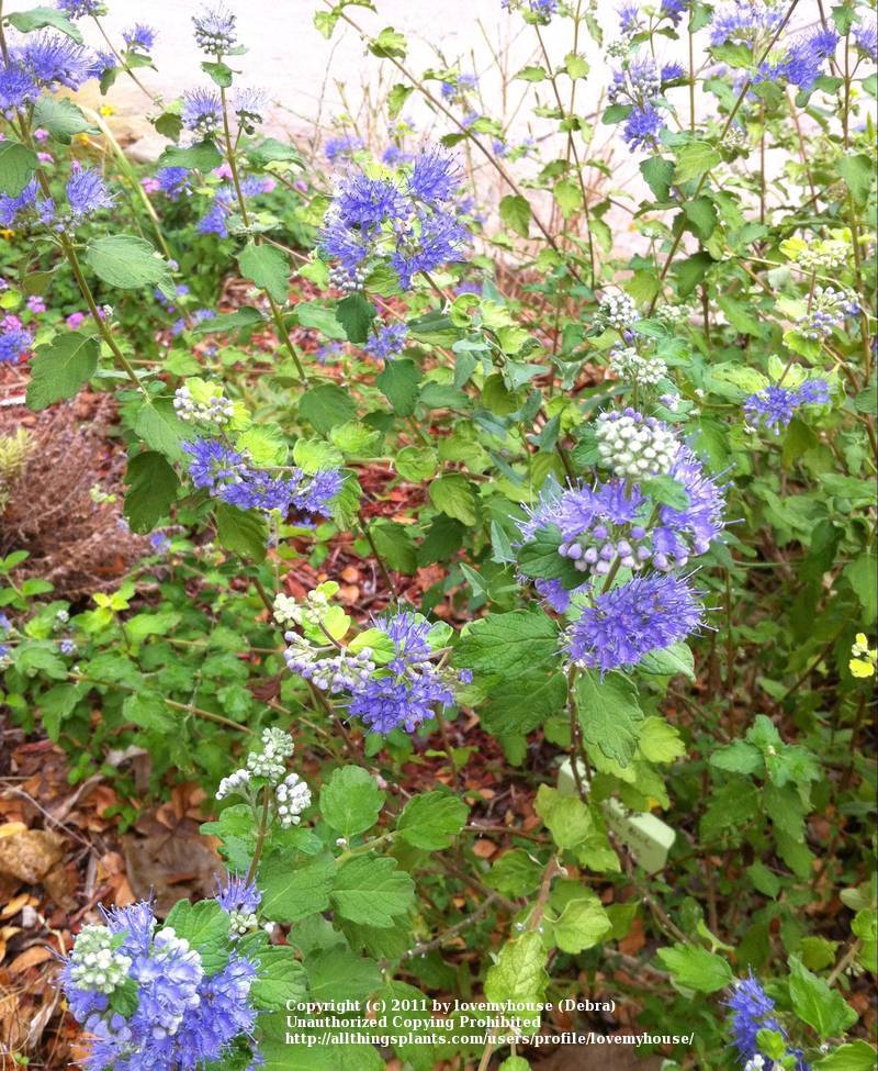 Bluebeards: Plant Care and Collection of Varieties - Garden.org