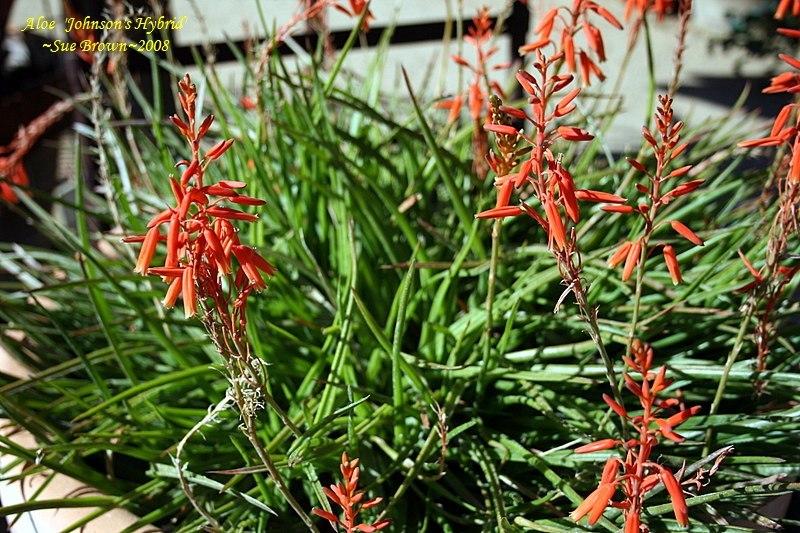 Photo of the entire plant of Aloe 'Johnson's Hybrid' posted by Calif ...