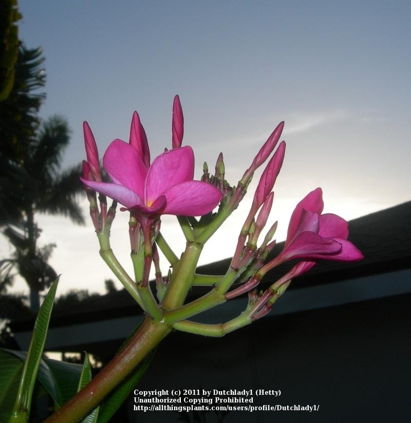 Photo of the bloom of Plumeria (Plumeria rubra 'Miami Rose') posted by ...