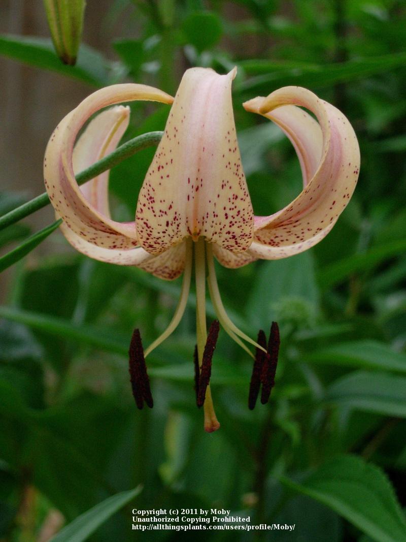 Lily (Lilium 'Ariadne') in the Lilies Database - Garden.org