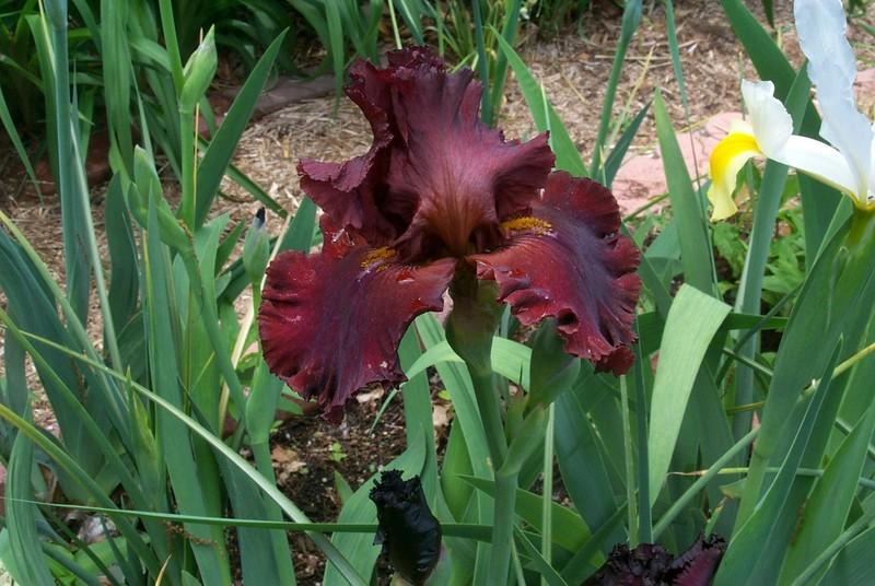 Photo of the bloom of Tall Bearded Iris (Iris 'House Afire') posted by Newyorkrita - Garden.org