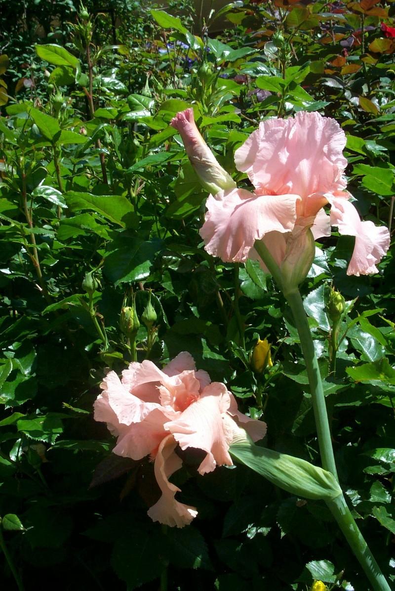 Photo of the bloom of Tall Bearded Iris (Iris 'Magical Encounter ...