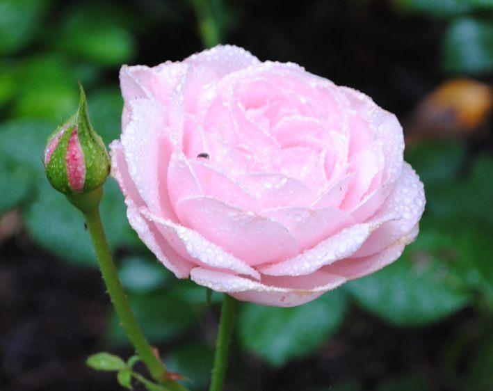 Photo of the bloom of Rose (Rosa 'Nahema') posted by chelle - Garden.org