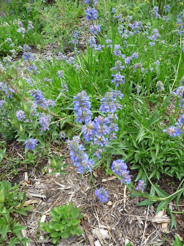 Photo of the entire plant of Small-Flowered Penstemon (Penstemon ...