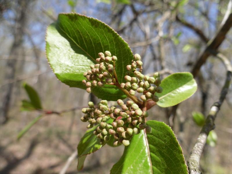 Photo of the closeup of buds, sepals and receptacles of Rusty Blackhaw ...