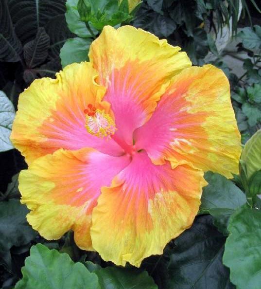 Tropical Hibiscus (Hibiscus rosa-sinensis 'The Path') in the Tropical ...