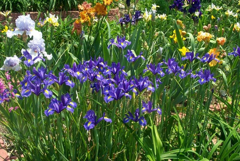 Photo of the entire plant of Dutch Iris (Iris x hollandica 'Blue Magic ...
