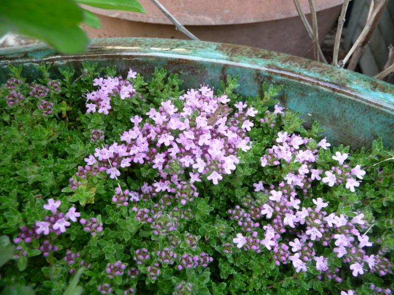 Photo of the entire plant of Creeping Thyme (Thymus serpyllum 'Pink ...