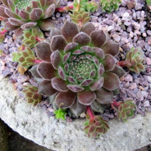 Hen and Chicks (Sempervivum 'Pacific Rim') in the Sempervivum Database ...