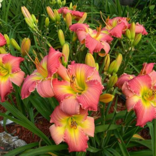 Daylily (Hemerocallis 'Rose Masterpiece') in the Daylilies Database ...
