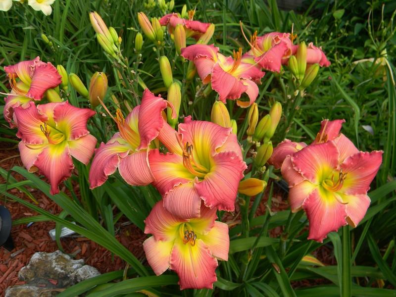 Daylily (Hemerocallis 'Rose Masterpiece') in the Daylilies Database ...