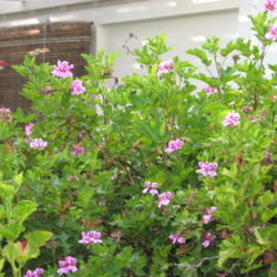 Oak-Leaved Geranium (Pelargonium quercifolium) in the Pelargoniums ...