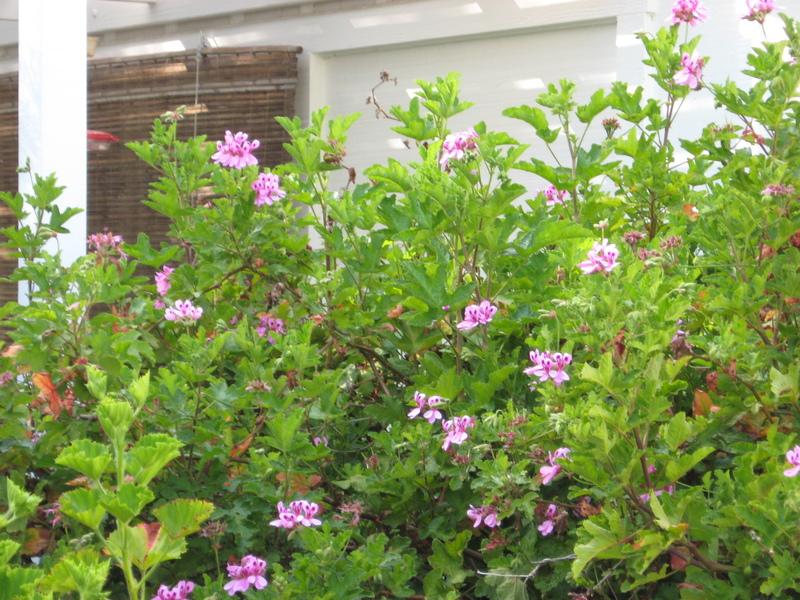 Photo of the entire plant of Oak-Leaved Geranium (Pelargonium ...