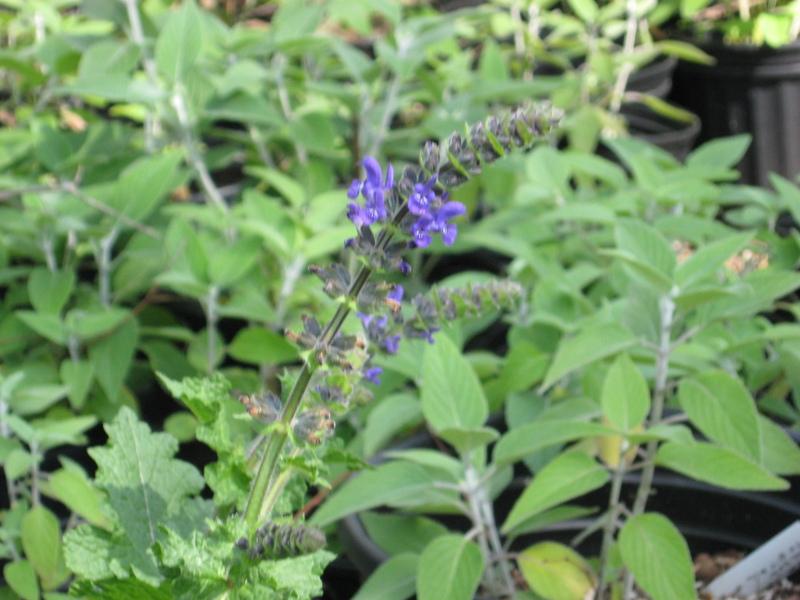 Photo of the bloom of Wild Clary Sage (Salvia verbenaca) posted by ...