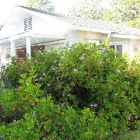 Photo of the entire plant of Oak-Leaved Geranium (Pelargonium ...