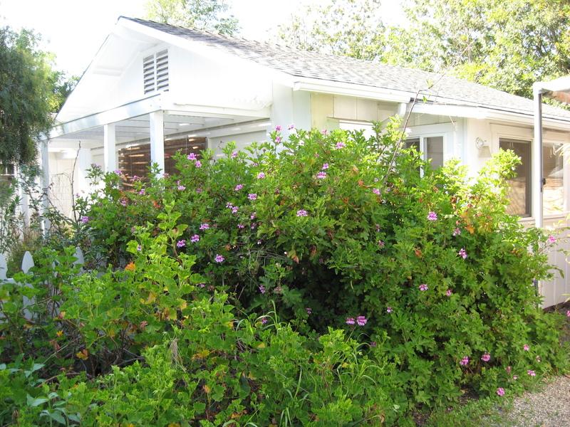 Photo of the entire plant of Oak-Leaved Geranium (Pelargonium ...