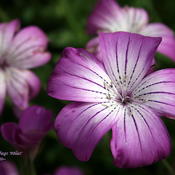 Photo of the entire plant of Corn Cockle (Agrostemma githago 'Milas ...