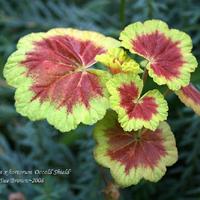 Photo of the entire plant of Zonal Geranium (Pelargonium x hortorum ...