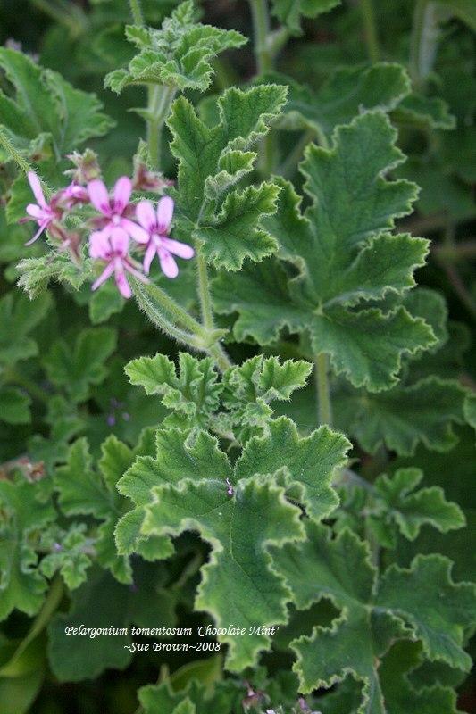 Photo of the leaves of Peppermint-Scented Geranium (Pelargonium ...