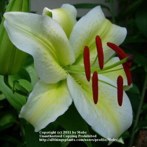 Lily (Lilium 'Pookie') in the Lilies Database - Garden.org
