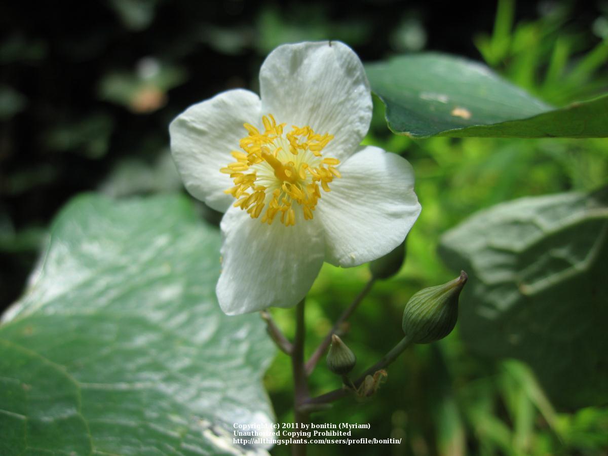 Photo of the bloom of Snow Poppy (Eomecon chionantha) posted by bonitin ...