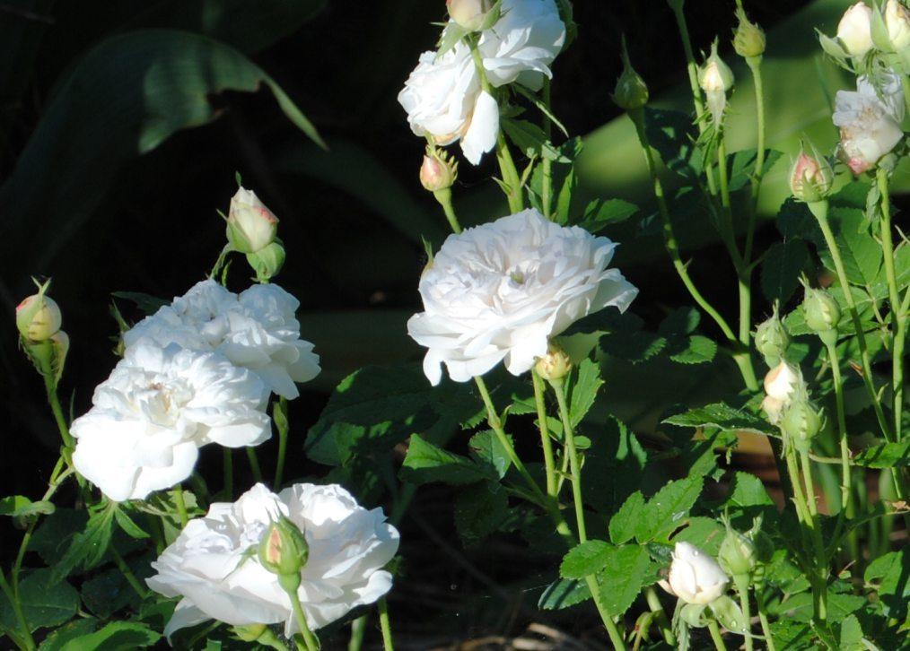 Photo of the bloom of Rose (Rosa 'Armide') posted by chelle - Garden.org