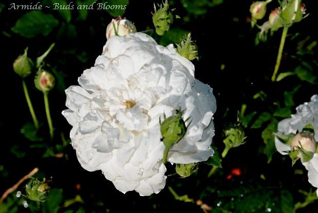 Rose (Rosa 'Armide') in the Roses Database - Garden.org