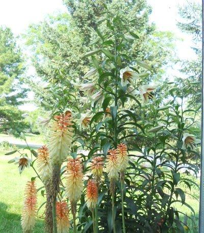 Photo of the entire plant of Lily (Lilium 'Shocking') posted by ge1836 ...