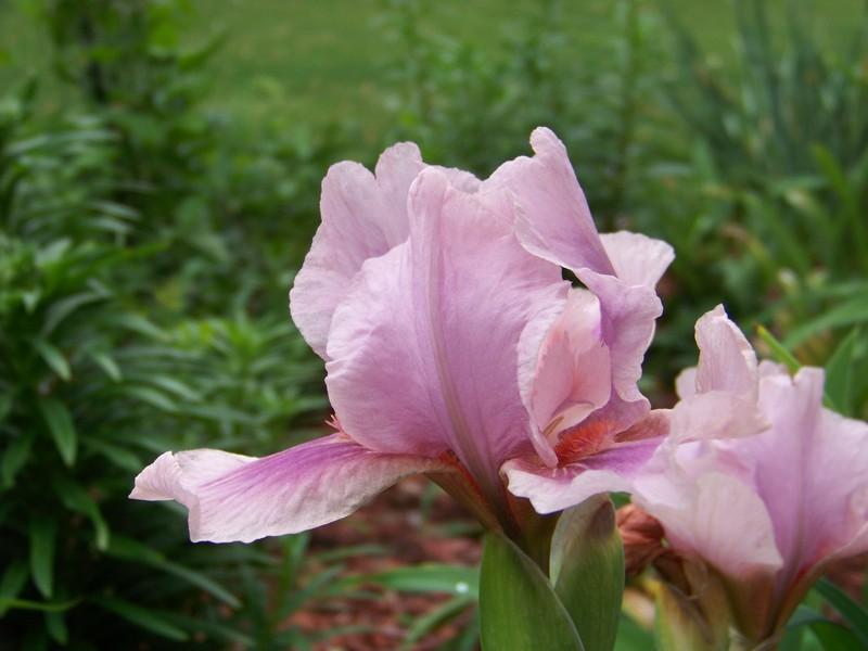 Photo of the bloom of Intermediate Bearded Iris (Iris 'Raspberry Blush ...