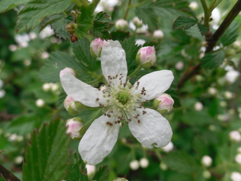 Rubus: Plant Care and Collection of Varieties - Garden.org
