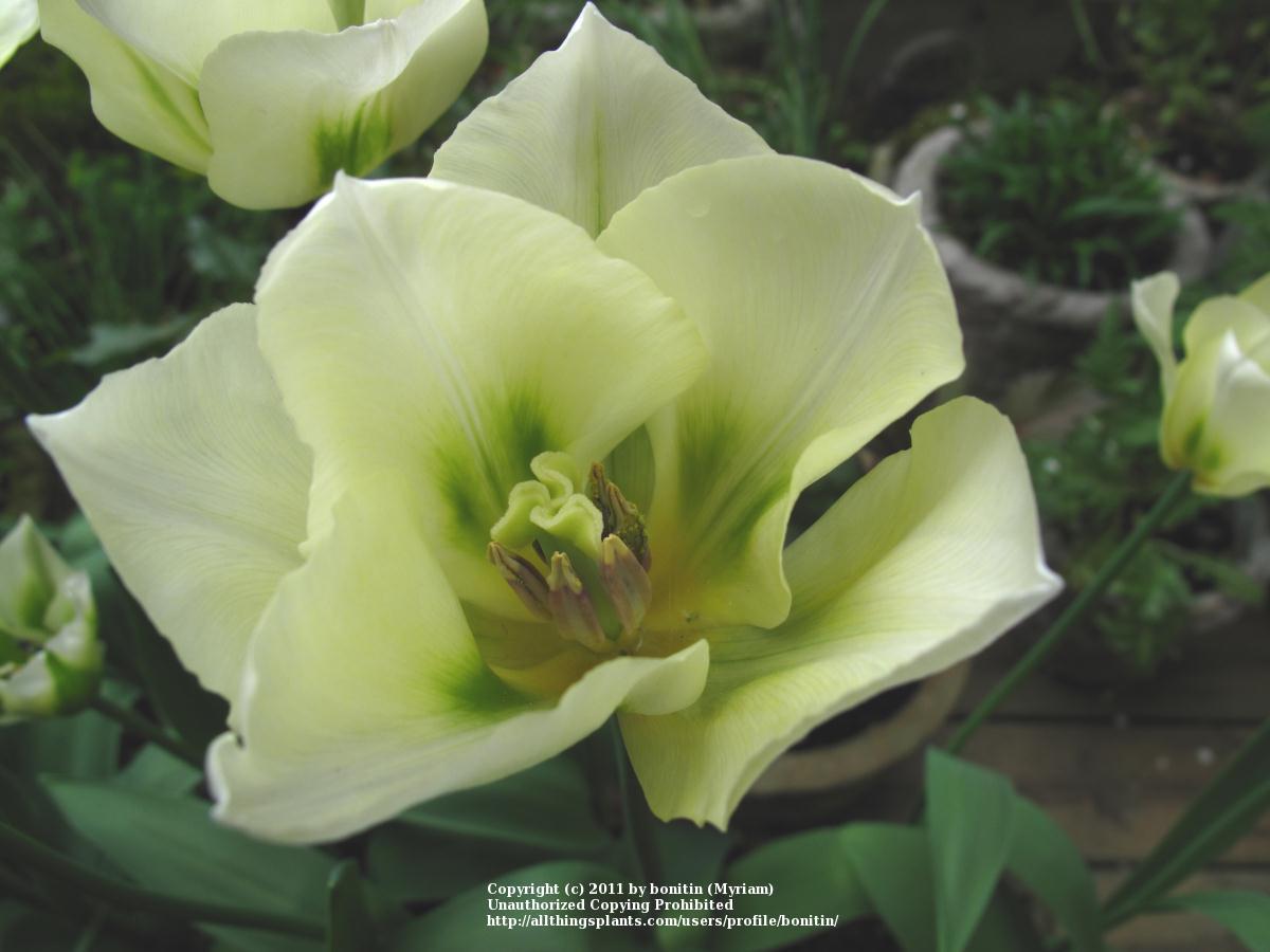 Photo of the bloom of Viridiflora Tulip (Tulipa 'Spring Green') posted ...