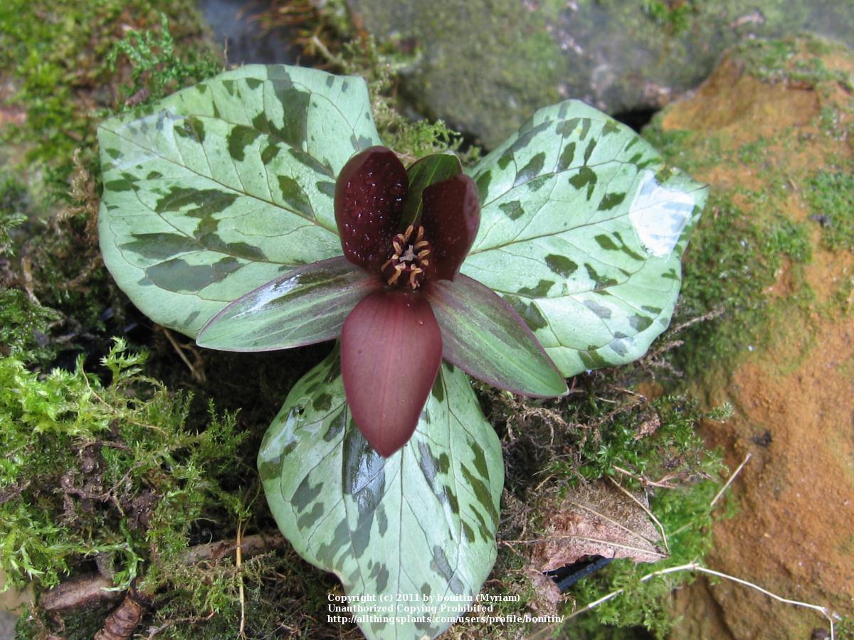 Photo of the entire plant of Sessile Trillium (Trillium sessile) posted ...