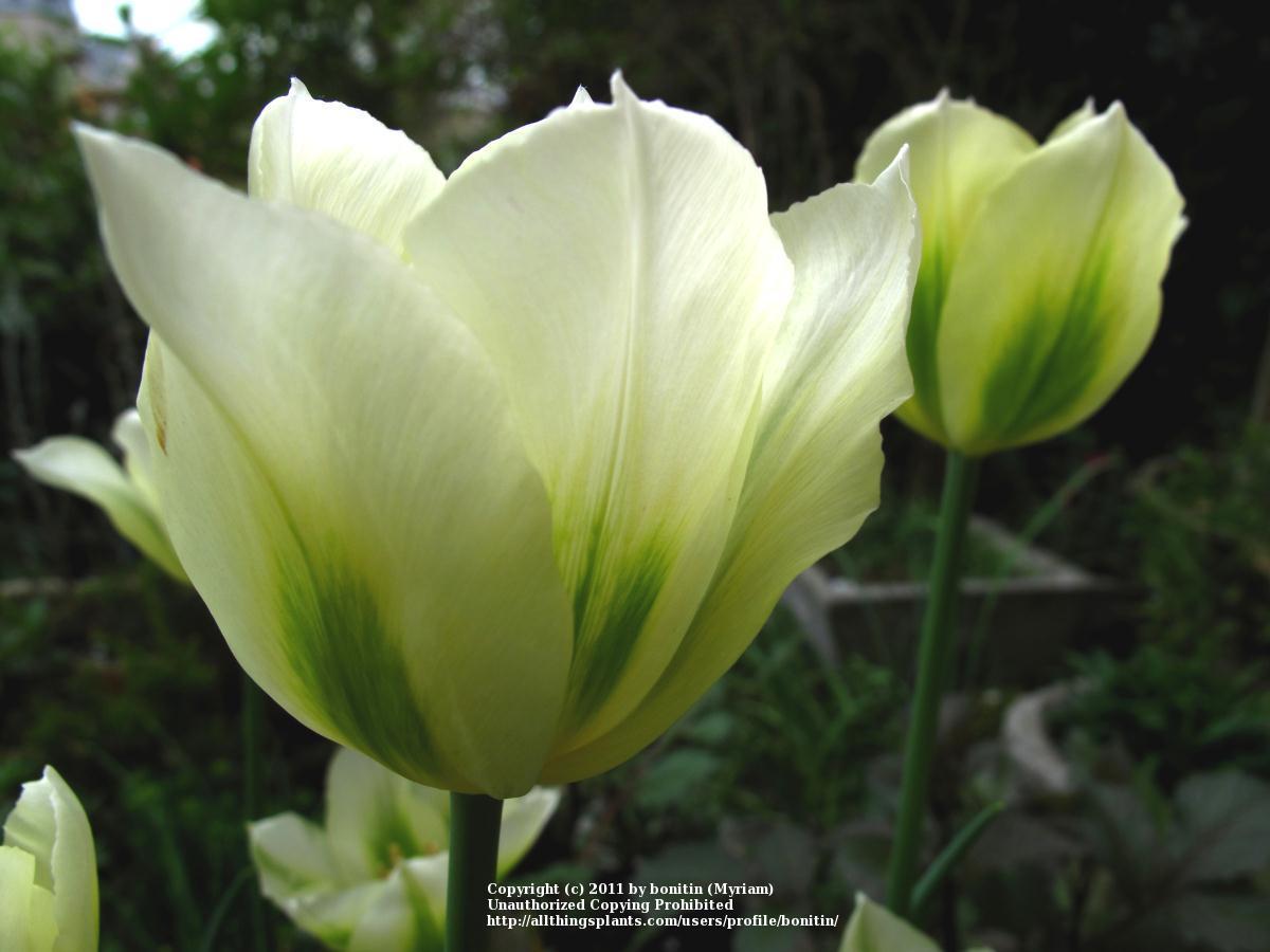 Photo of the bloom of Viridiflora Tulip (Tulipa 'Spring Green') posted ...