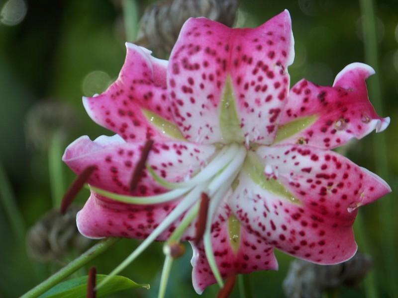 Photo of the bloom of Rubrum Lily (Lilium speciosum var. speciosum ...