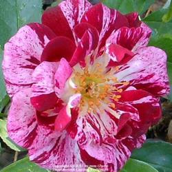 Rose (Rosa 'Secret Recipe') in the Roses Database - Garden.org