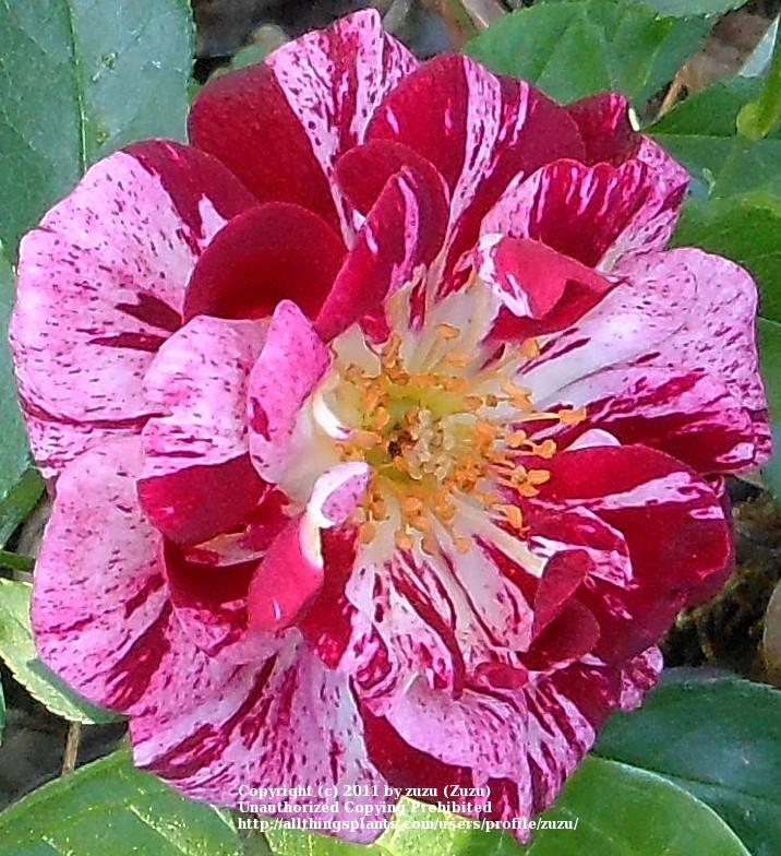 Rose (Rosa 'Secret Recipe') in the Roses Database - Garden.org