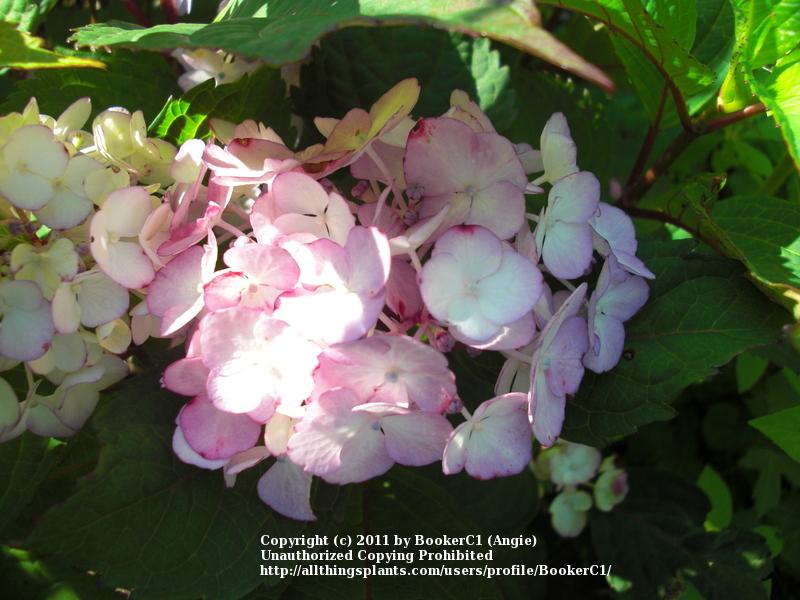 Photo of the bloom of Hybrid Hydrangea (Hydrangea 'Preziosa') posted by ...