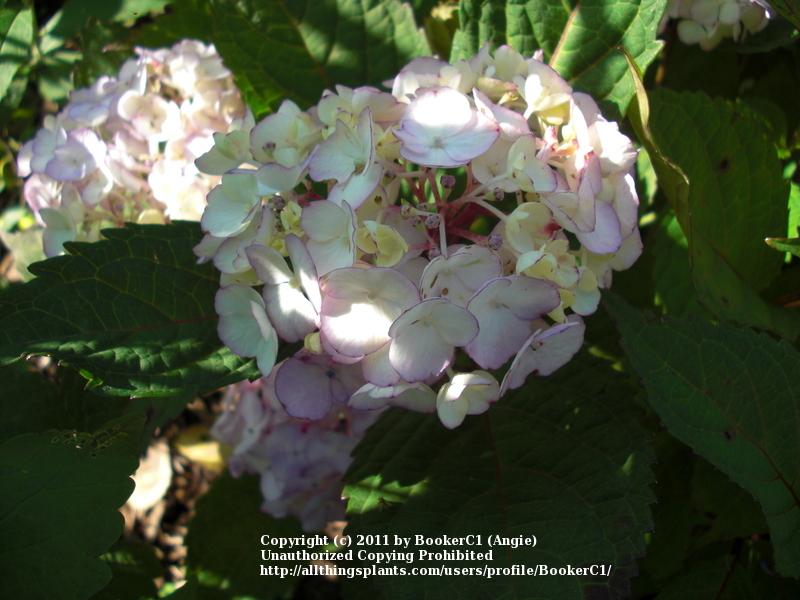 Photo of the bloom of Hybrid Hydrangea (Hydrangea 'Preziosa') posted by ...