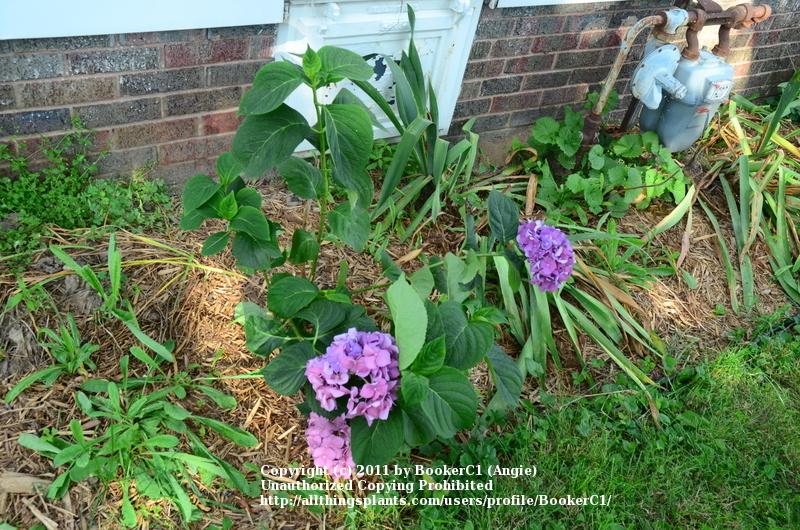 Photo of the entire plant of Hydrangea (Hydrangea macrophylla Forever ...