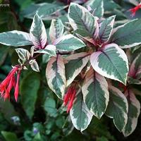 Honeysuckle Fuchsia (Fuchsia triphylla 'Firecracker') in the Fuchsias ...