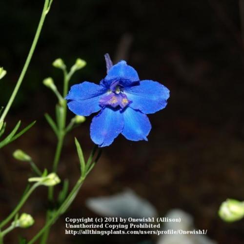 Dwarf Chinese Delphinium (Delphinium grandiflorum 'Blue Butterfly') in the Delphiniums Database ...
